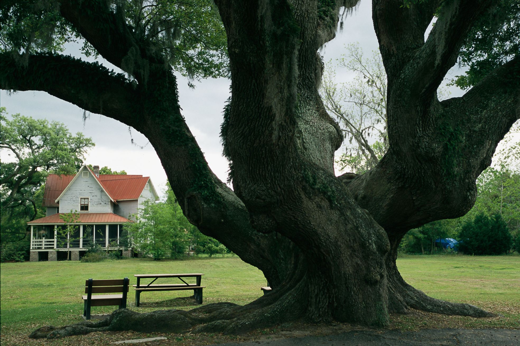 The Hurricane Tree - The Golfers Journal